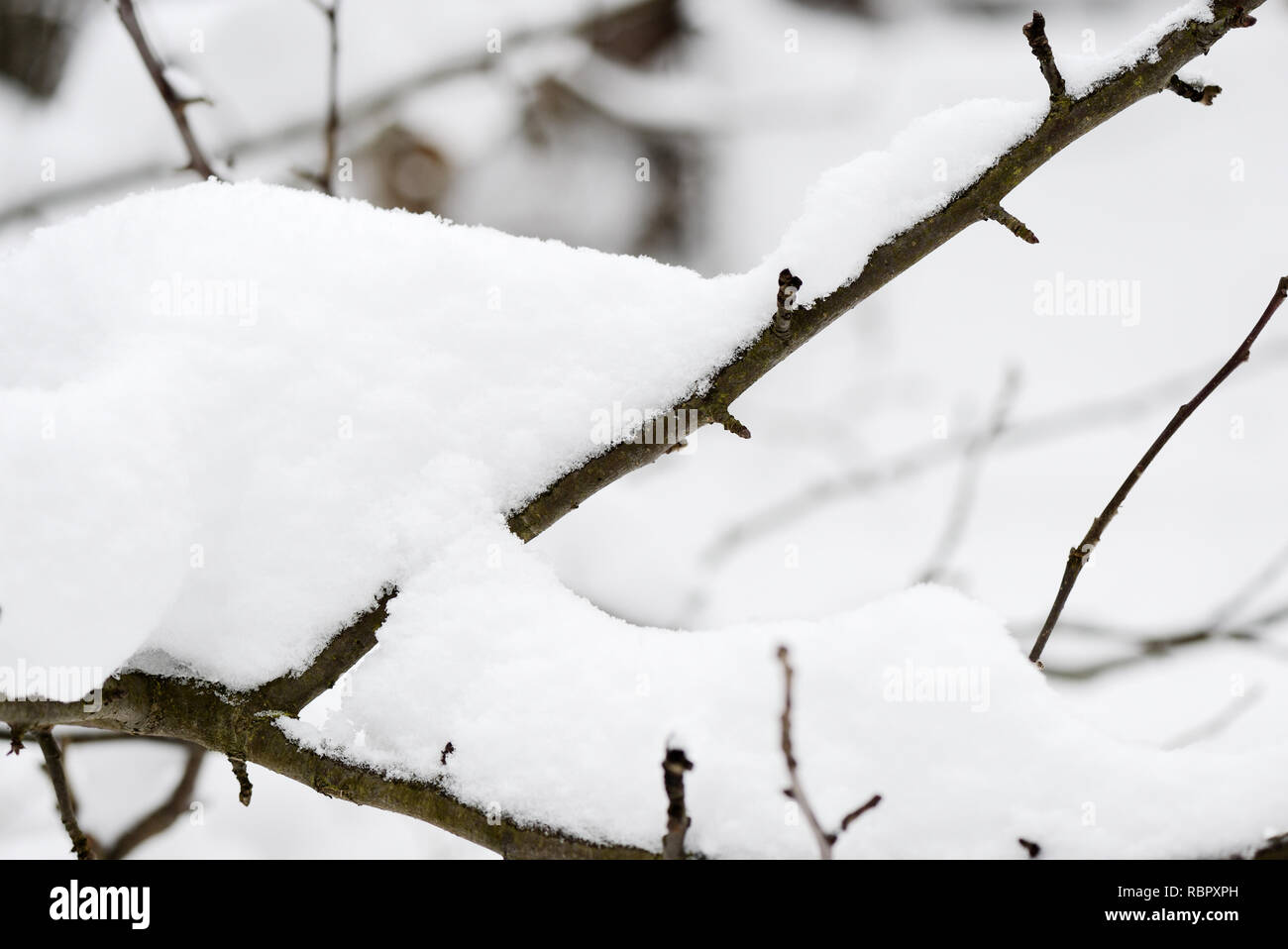 Tree branches covered with snow in the winter garden Stock Photo - Alamy