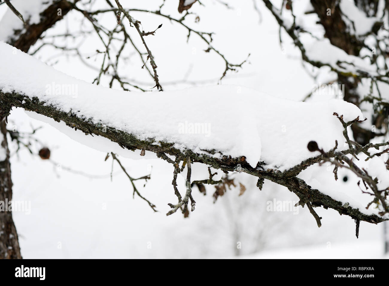 Tree branches covered with snow in the winter garden Stock Photo - Alamy