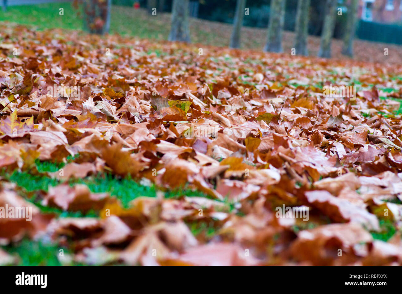 Rust coloured leaves hi-res stock photography and images - Alamy