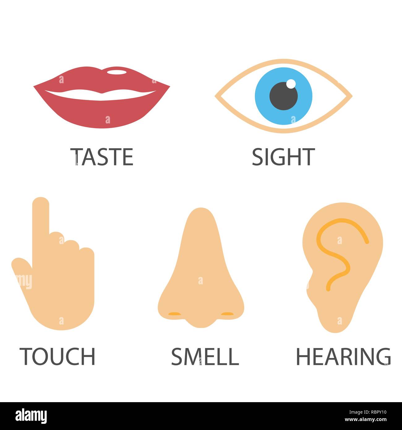 5 Senses Of The Body