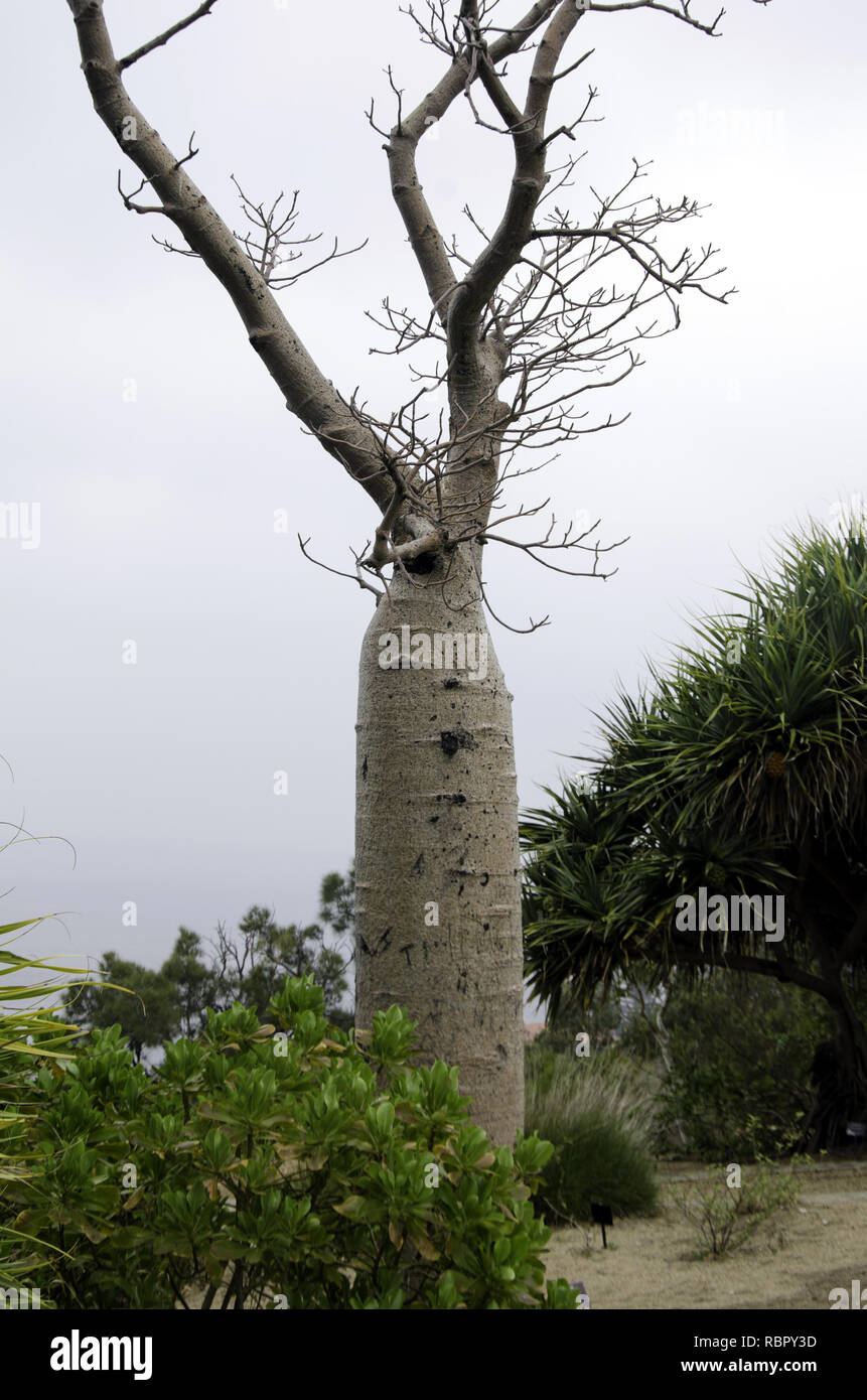 A boab tree, like a miniature baobab, in Perth's King's Park Stock ...