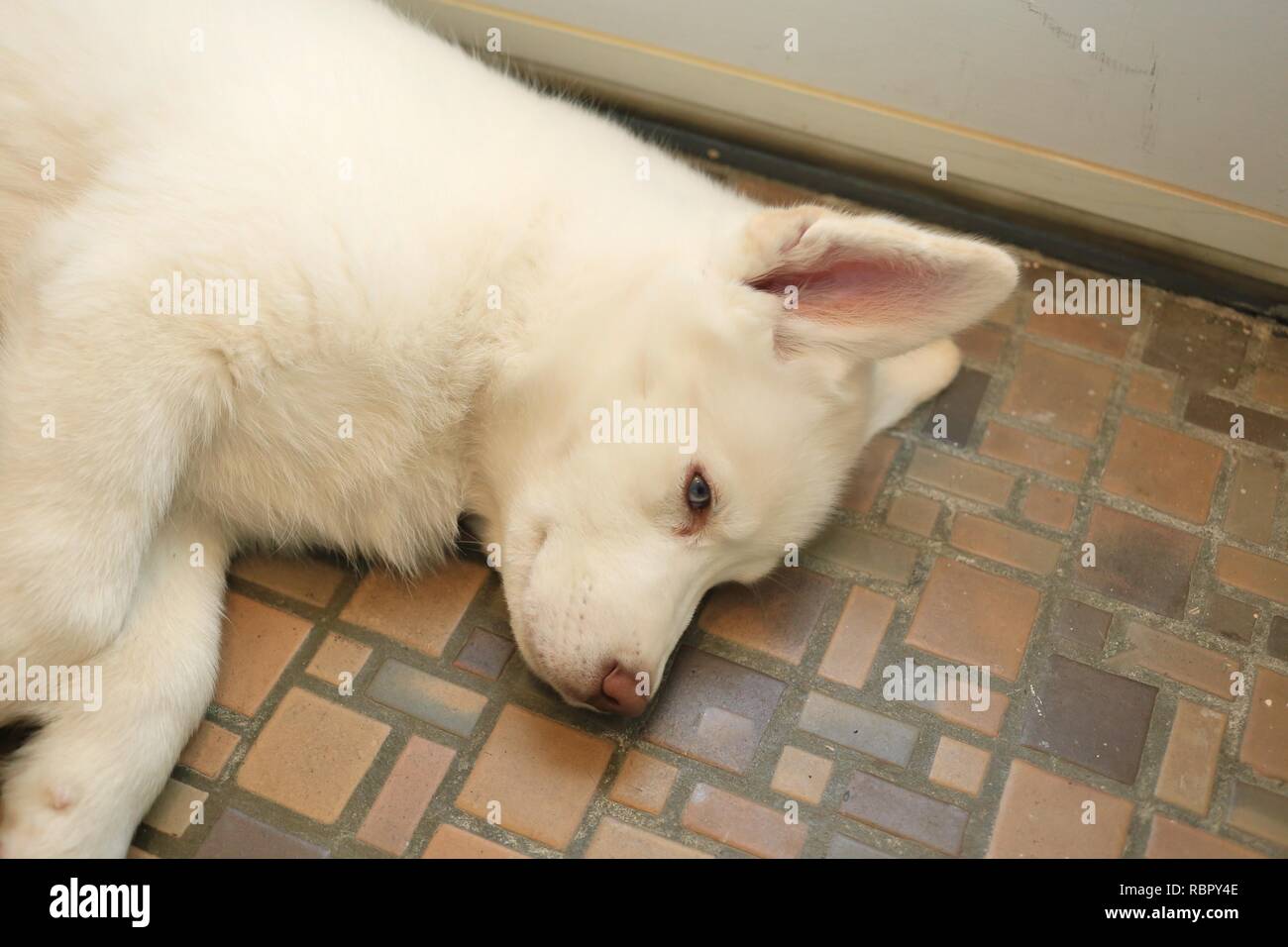 Resting husky dog Stock Photo - Alamy