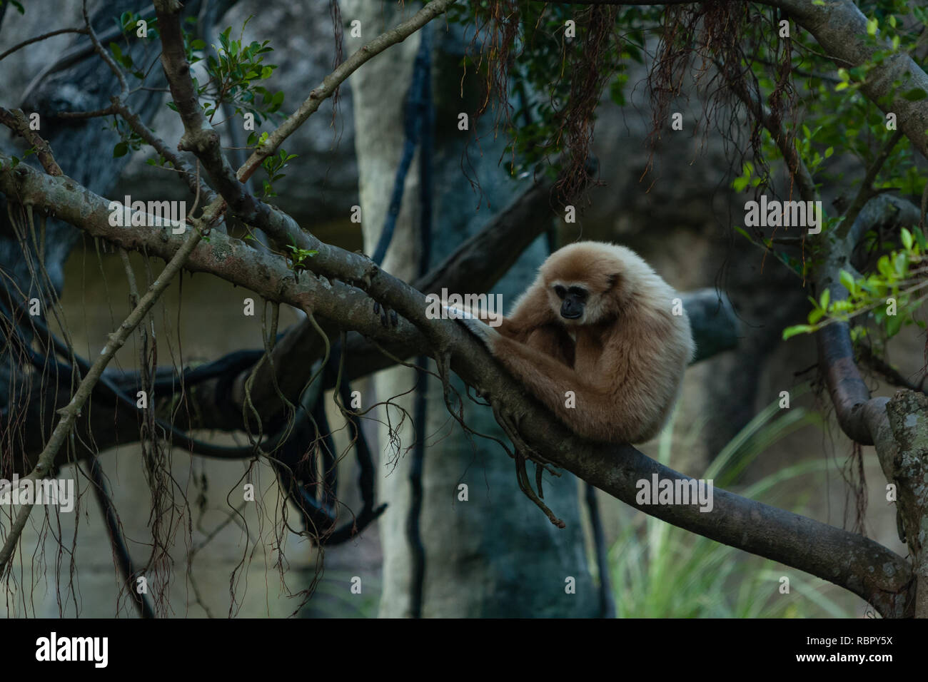 Lar gibbon (Hylobates lar), a.k.a. white-handed gibbon sits high on a ...