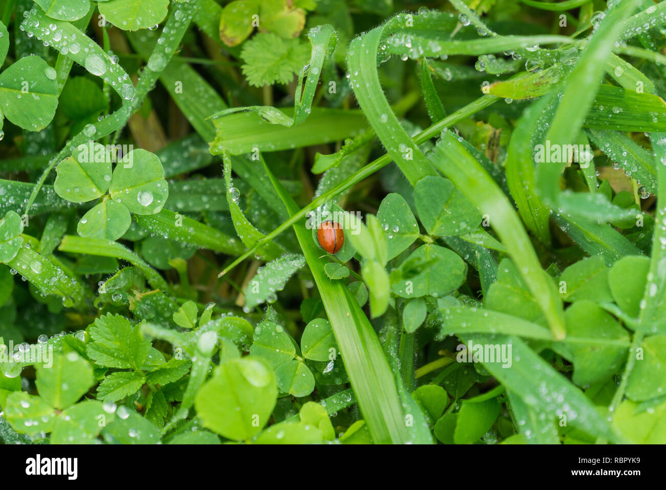 Ladybird with raindrops hi-res stock photography and images - Alamy