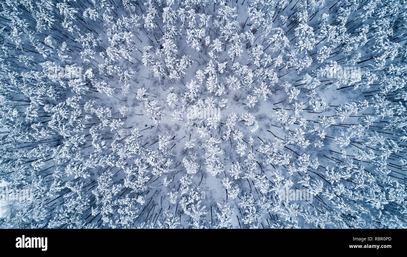View from the top to the snow-covered tops of the pines in the snowy ...