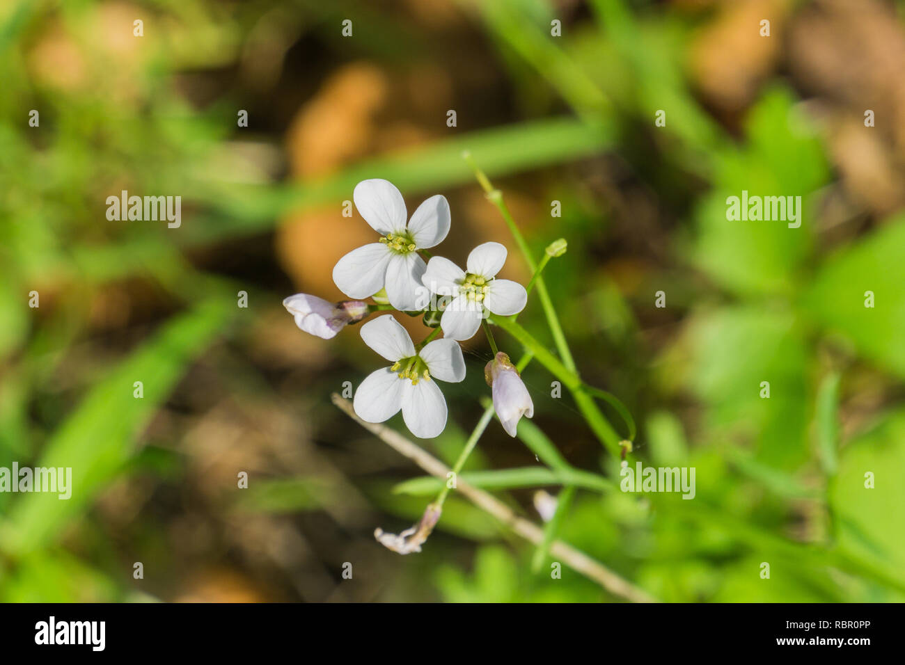 Milkmaid (Cardamine californica) flowers blooming in winter in a forest ...