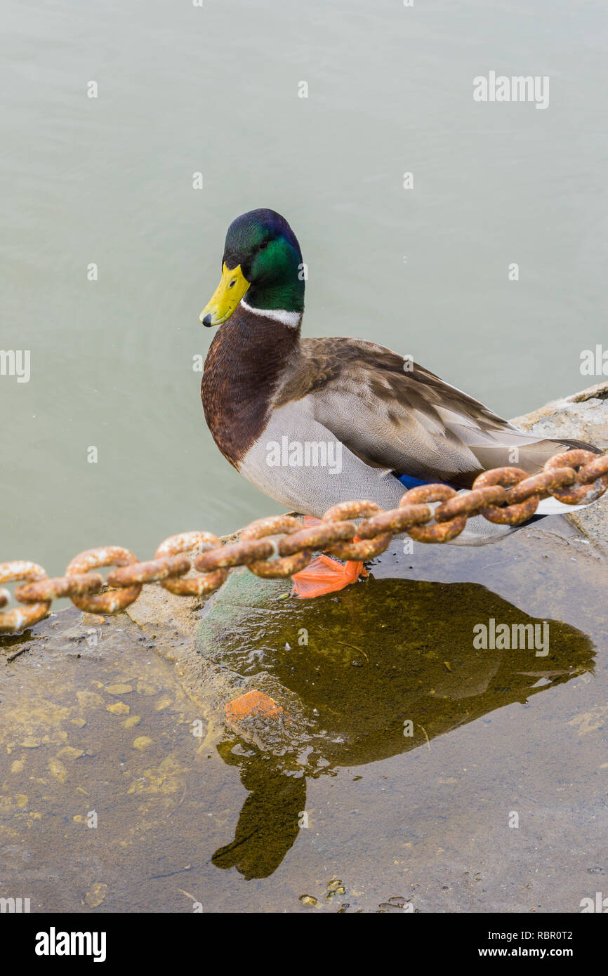 Mallard duck standing hi-res stock photography and images - Alamy
