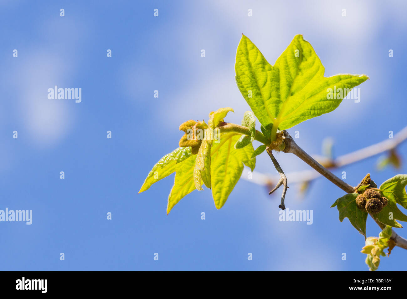New western sycamore leaves on a blue sky background, California Stock ...