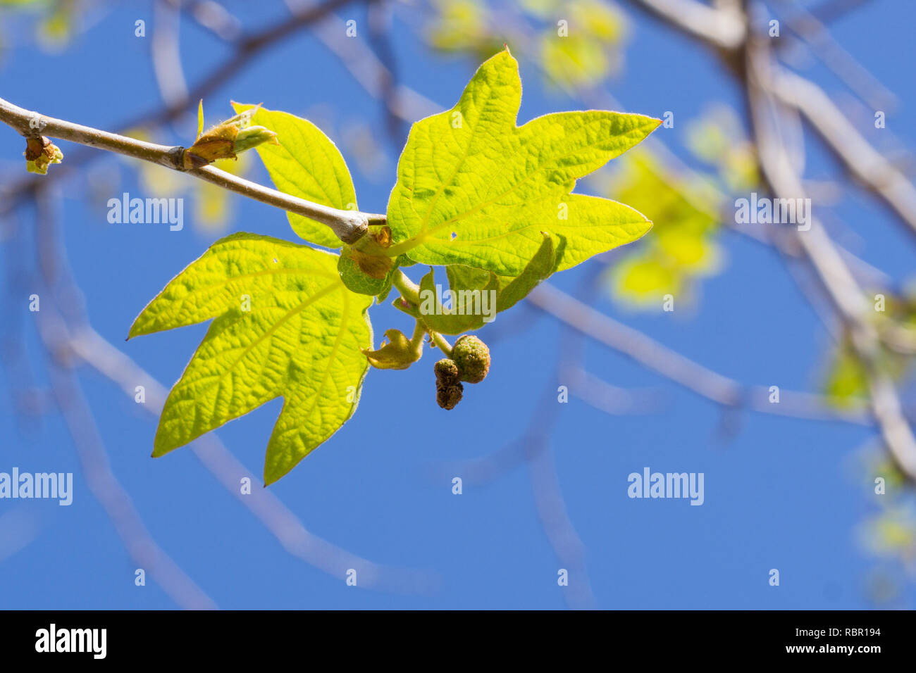 New western sycamore leaves on a blue sky background, California Stock ...