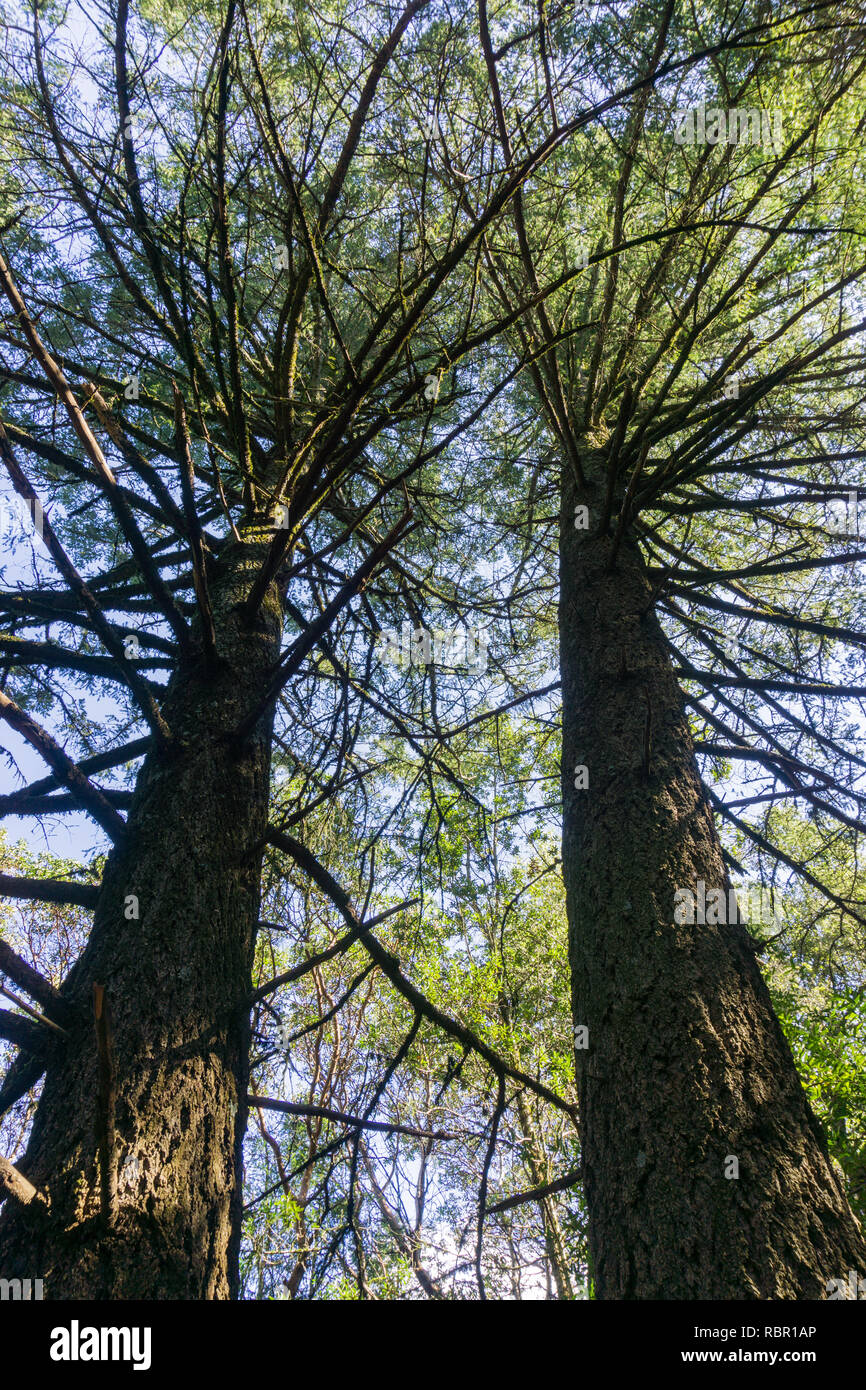 Large pine trees, California Stock Photo - Alamy