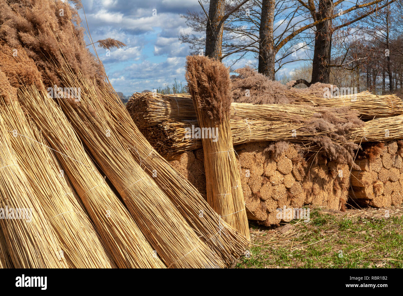 Shattered reed at Lake Tuchlin, Poland Stock Photo - Alamy