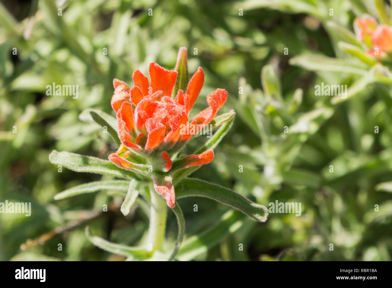 Indian paintbrush (Castilleja), California Stock Photo - Alamy