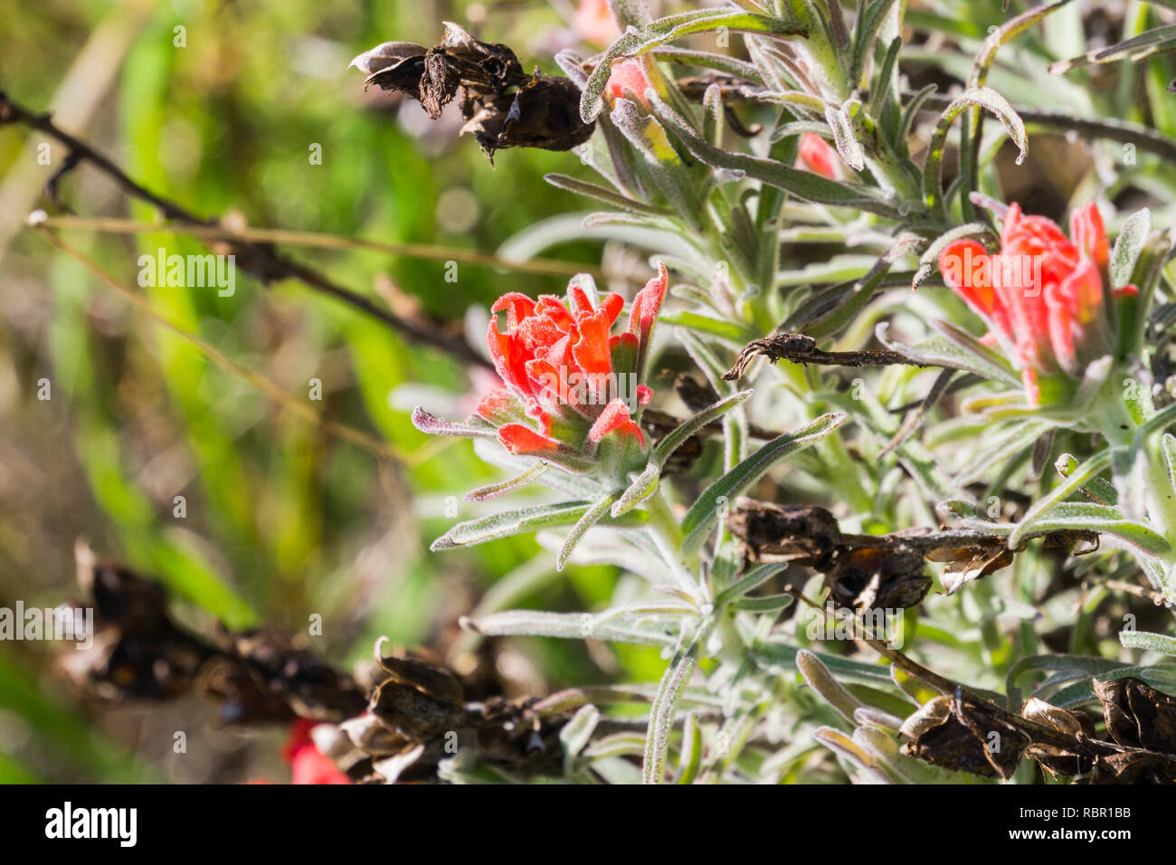 Indian paintbrush (Castilleja), California Stock Photo - Alamy