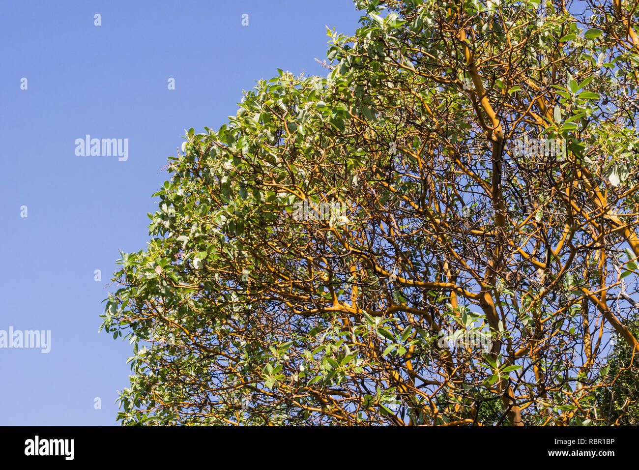 Madrone tree leaves hi-res stock photography and images - Alamy