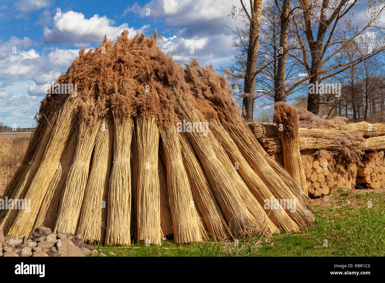 Shattered reed at Lake Tuchlin, Poland Stock Photo - Alamy