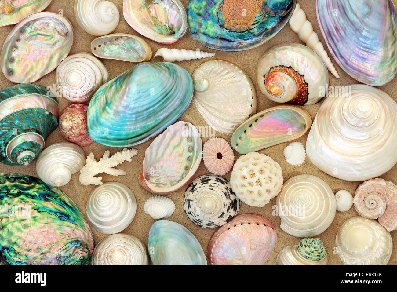 Large seashell selection on beach sand Stock Photo - Alamy