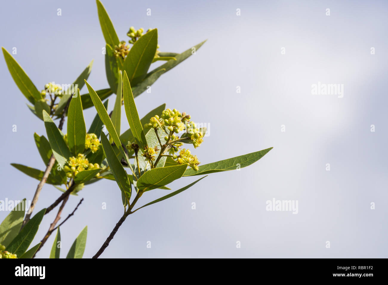 California laurel tree hi-res stock photography and images - Alamy