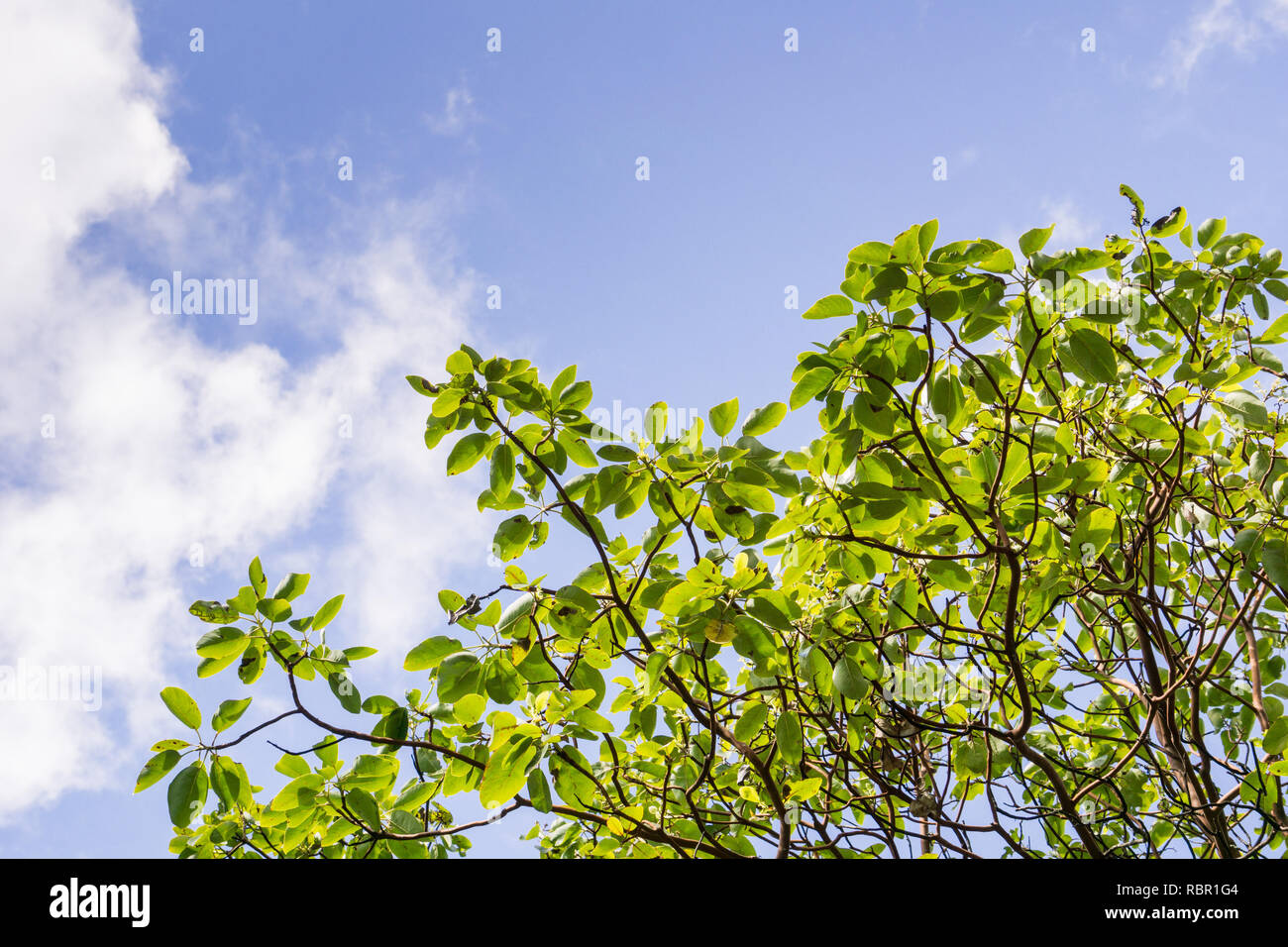 Madrone tree (Arbutus menziesii) branches on a sky background ...