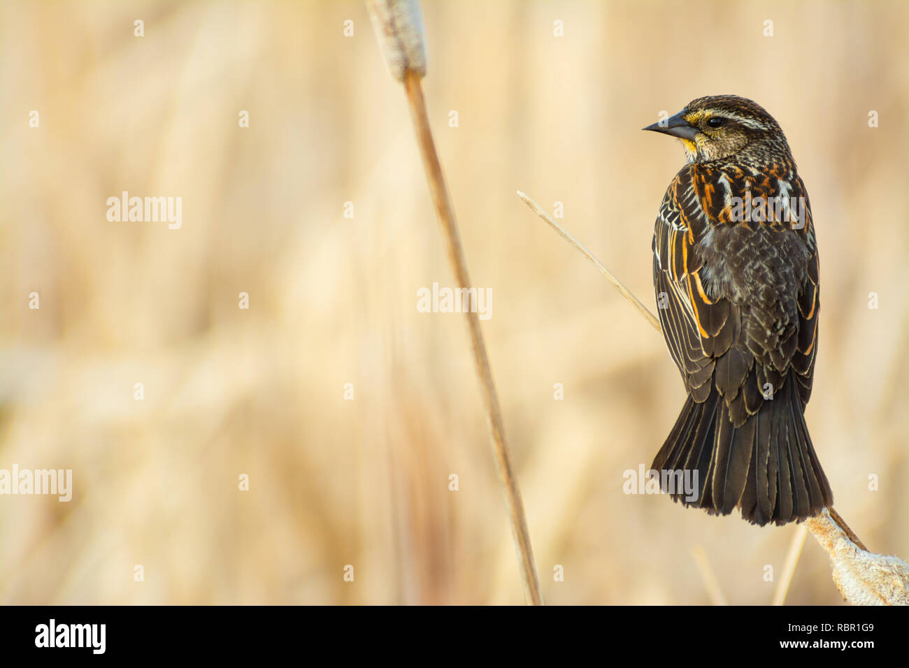 Female red-winged blackbird, Agelaius phoeniceus, perched on a cattail ...
