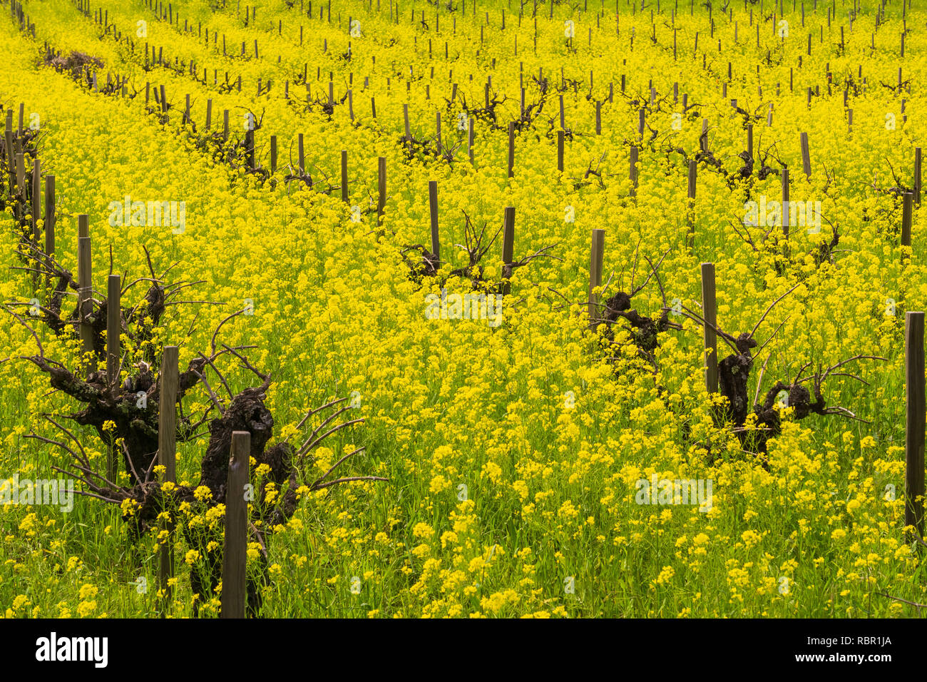 Wild mustard hi-res stock photography and images - Alamy