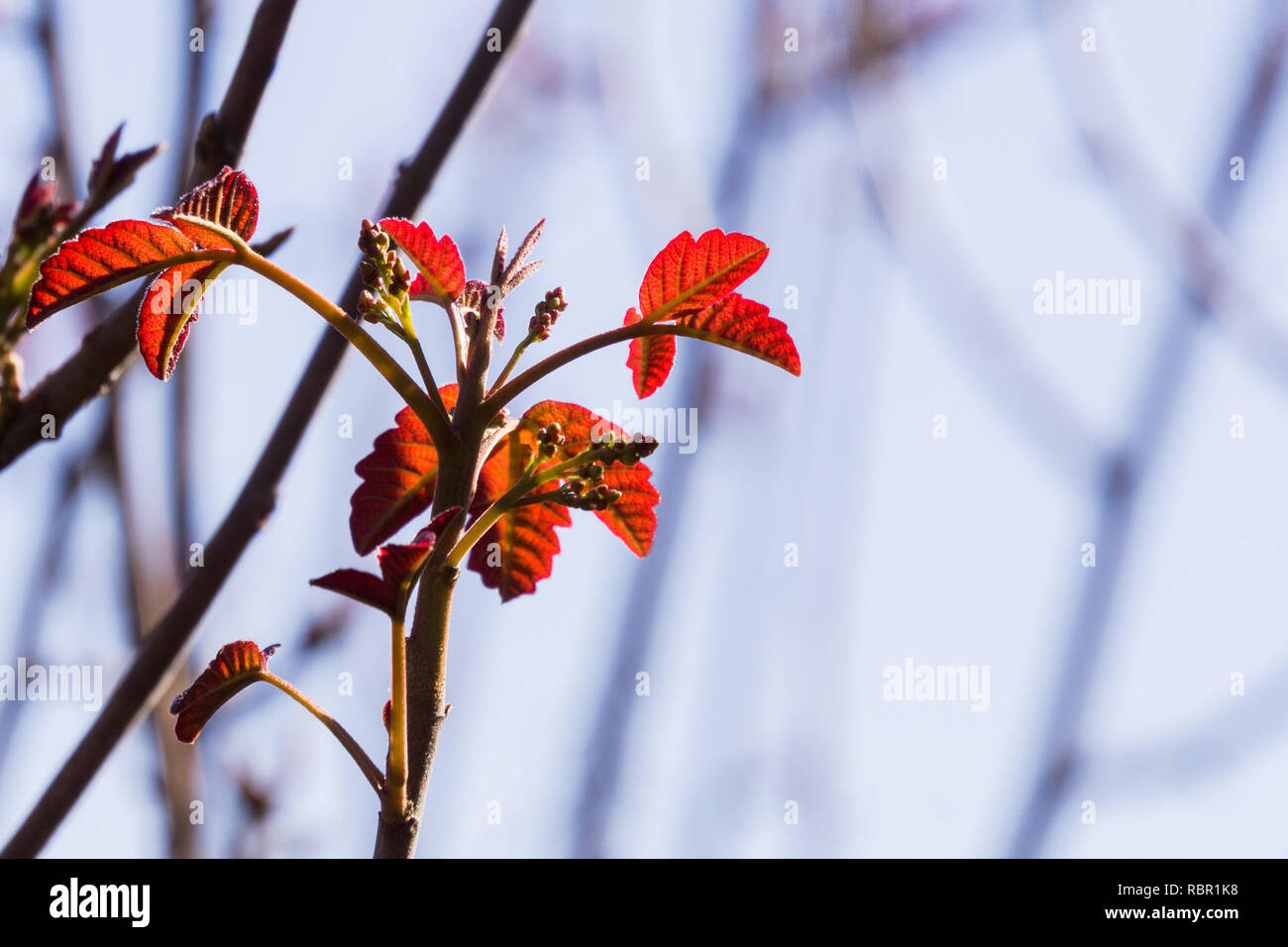 Toxicode Toxicodendron Radicans Ssp. Radicans"