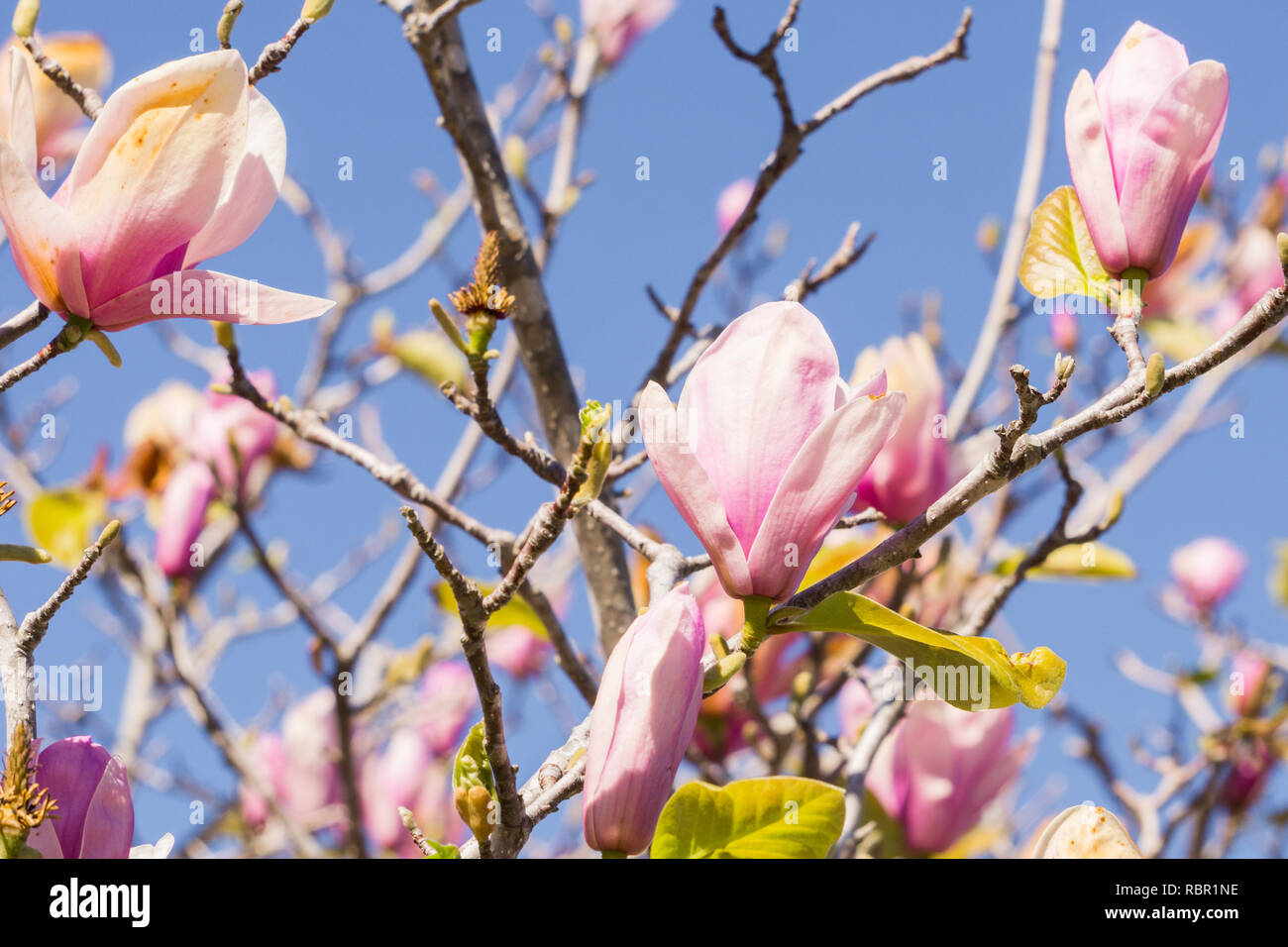 Magnolia blossoms against light hi-res stock photography and images - Alamy