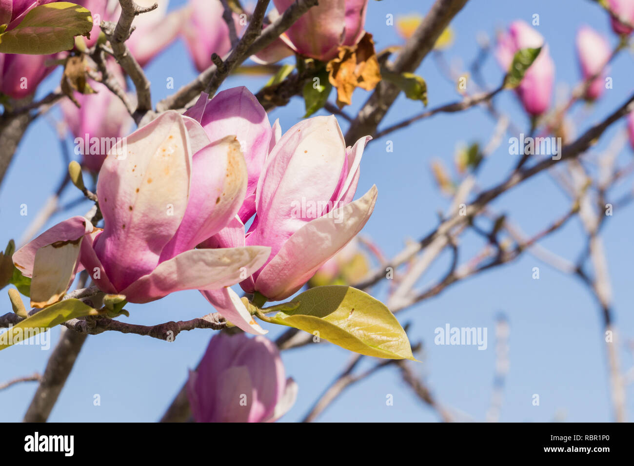 Magnolia blossoms against light hi-res stock photography and images - Alamy