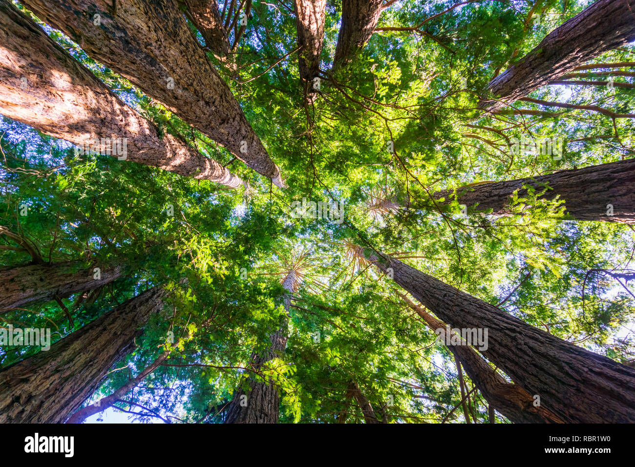 Giant redwood below hi-res stock photography and images - Alamy