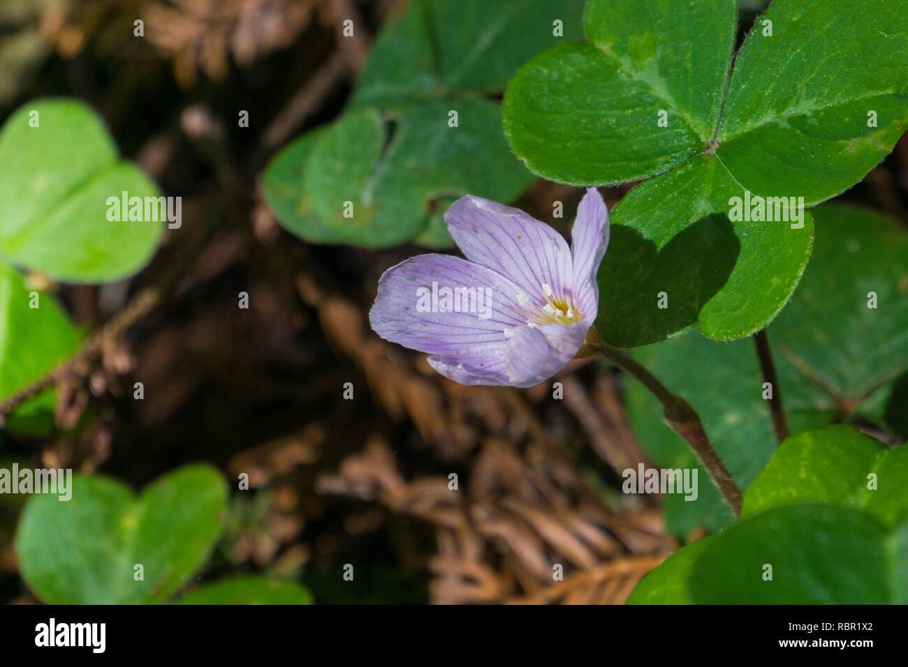 Redwood sorrel hi-res stock photography and images - Alamy