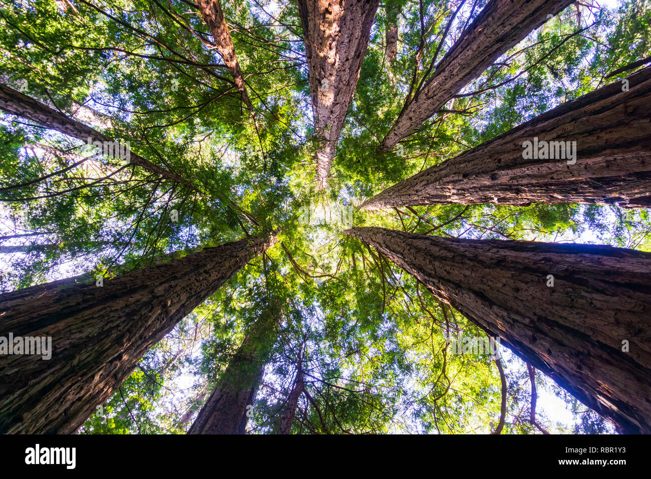Redwood forest, California Stock Photo - Alamy