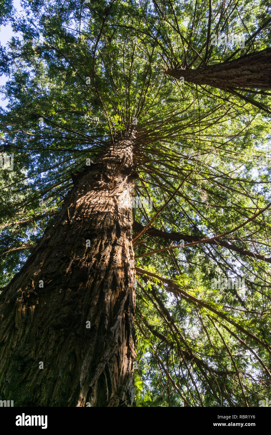 Large redwood tree on a sunny day; view from below, California Stock ...