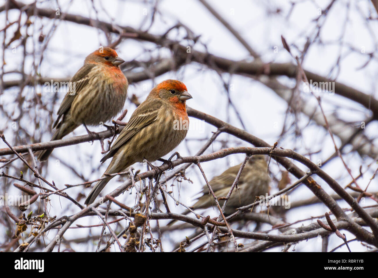 House Finches (Haemorhous mexicanus) on a birch tree branch, California ...