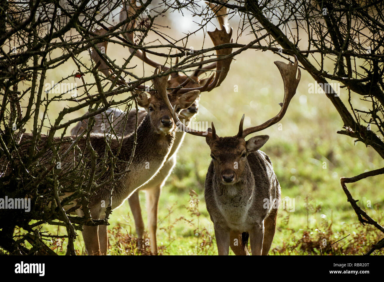 Fallow deer bucks crossing under a hedge in West Sussex, England Stock ...