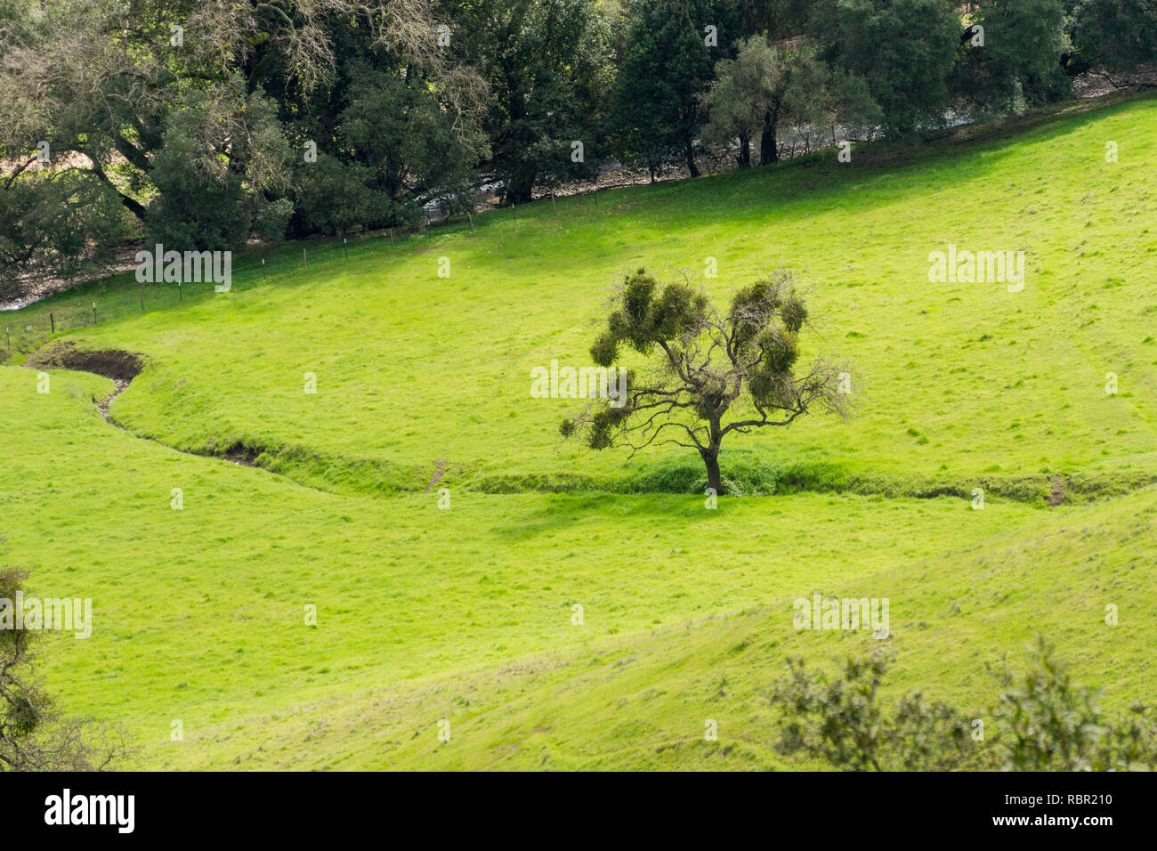 Aerial view of a live oak full of mistletoe on a green grass meadow ...