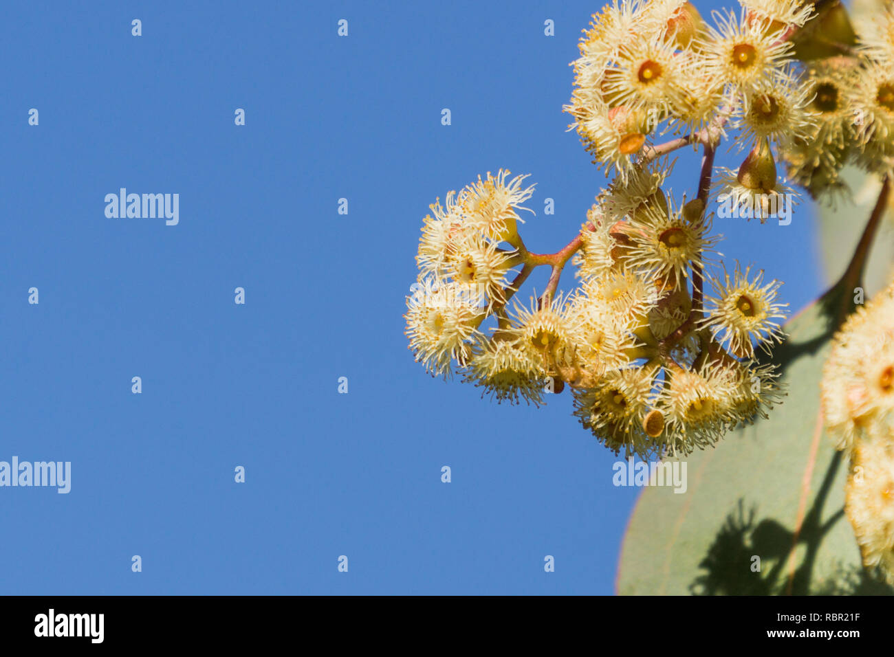 Mallee eucalyptus hi-res stock photography and images - Alamy