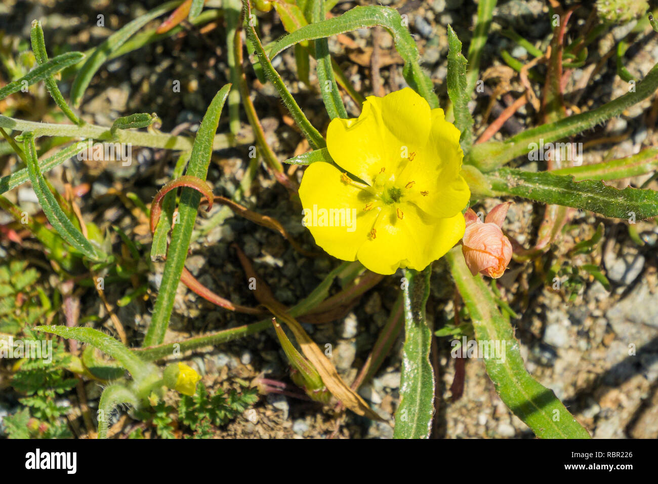Tetrapteron graciliflorum hi-res stock photography and images - Alamy