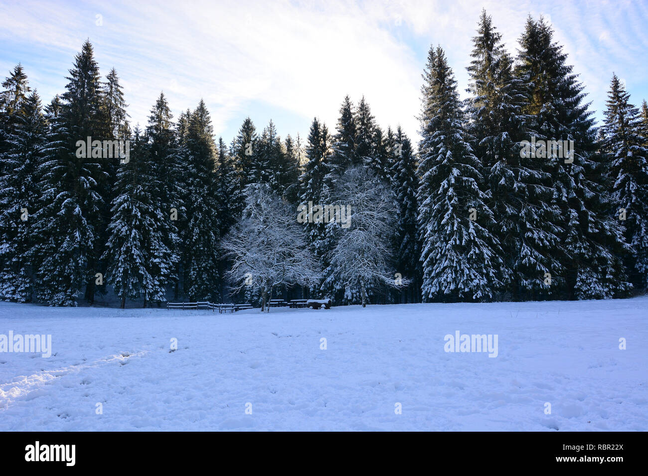 spring comes and melts snow in the forests Stock Photo - Alamy