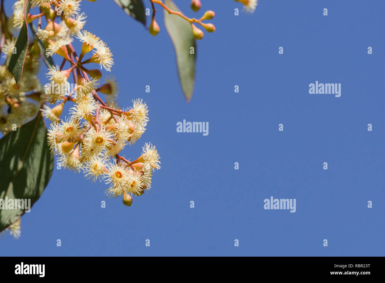 Young Soap mallee (Eucalyptus diversifolia) flowers on a blue sky ...