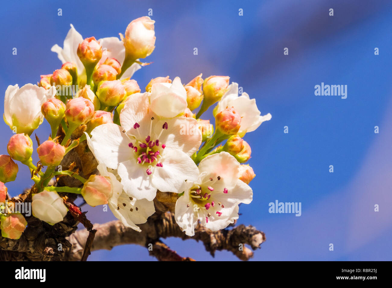 Blooming fruit tree hi-res stock photography and images - Alamy