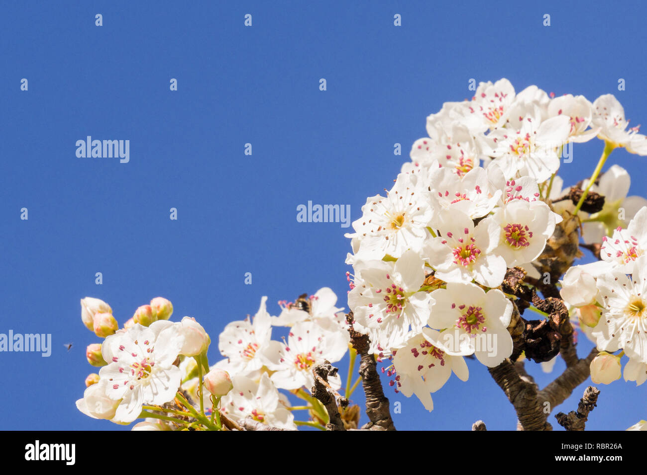 Blooming fruit tree hi-res stock photography and images - Alamy