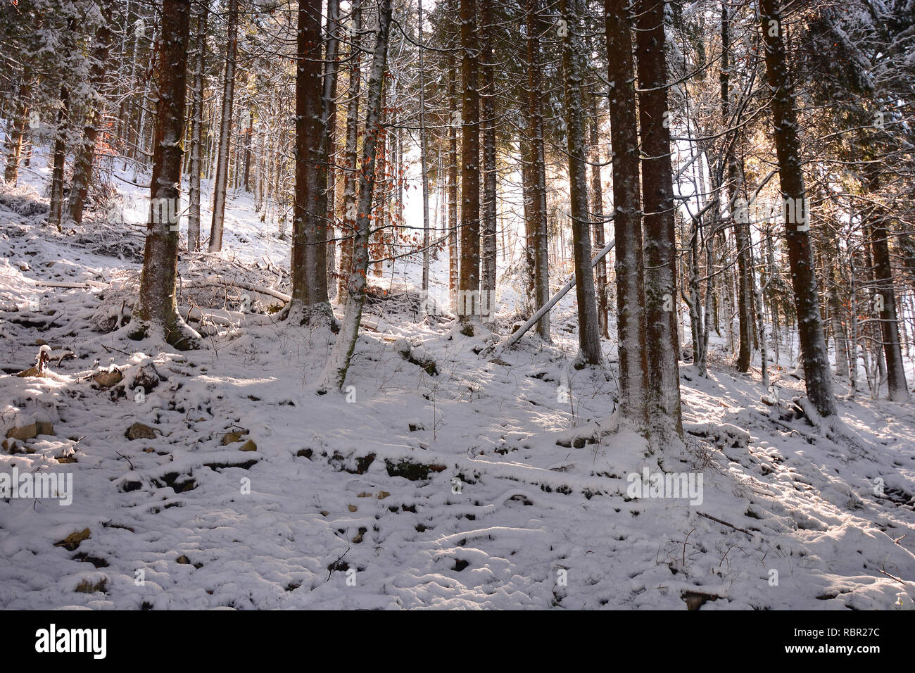 spring comes and melts snow in the forests Stock Photo - Alamy