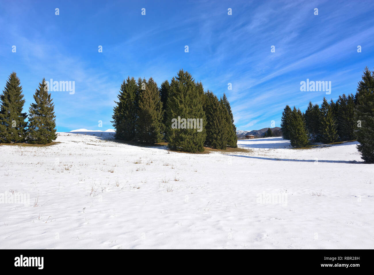 spring comes and melts snow in the forests Stock Photo - Alamy