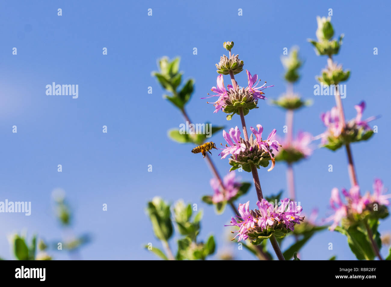 Cleveland sage (Salvia clevelandii) flowers on a blue sky background ...