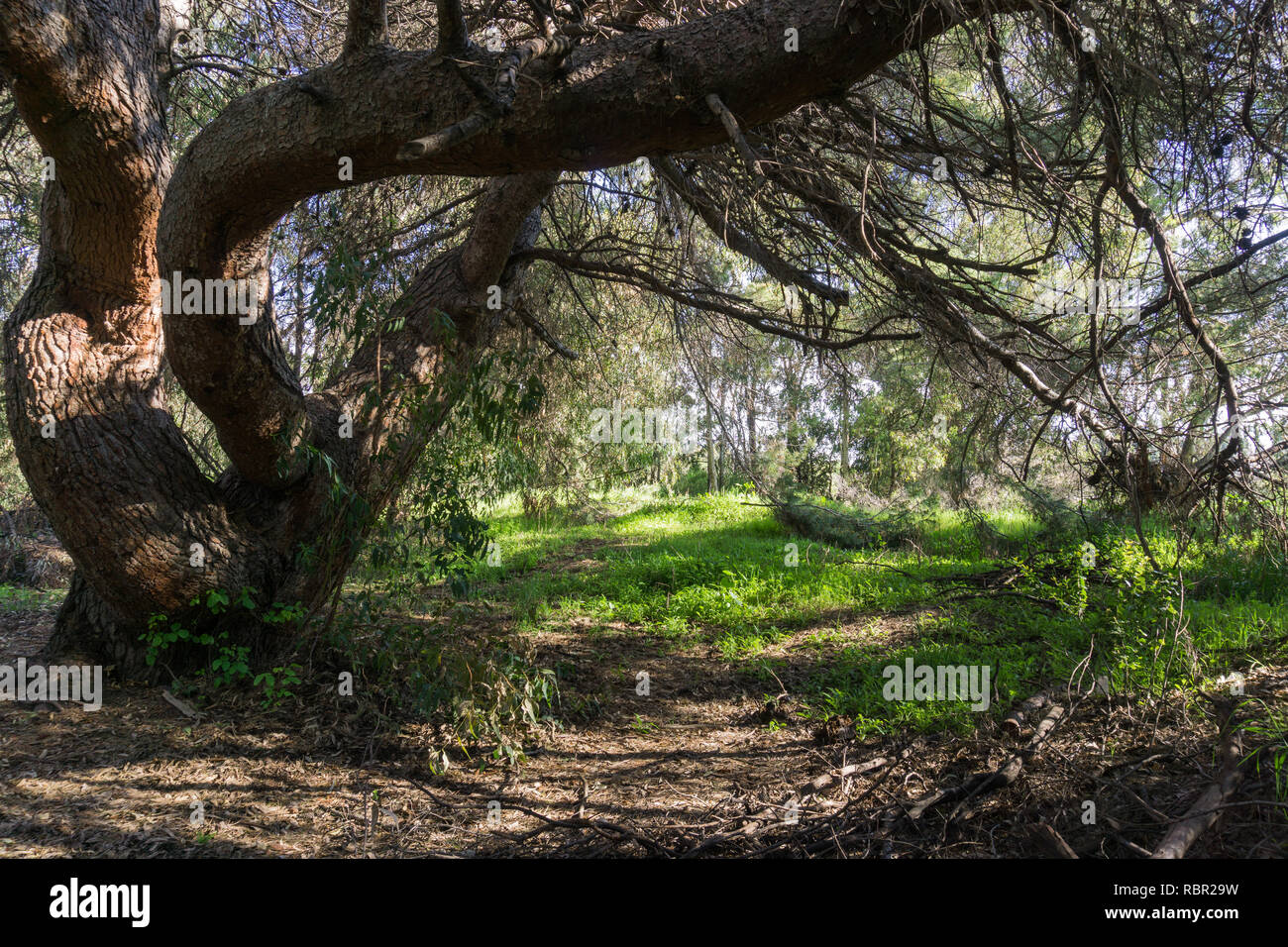 Shade providing tree hi-res stock photography and images - Alamy