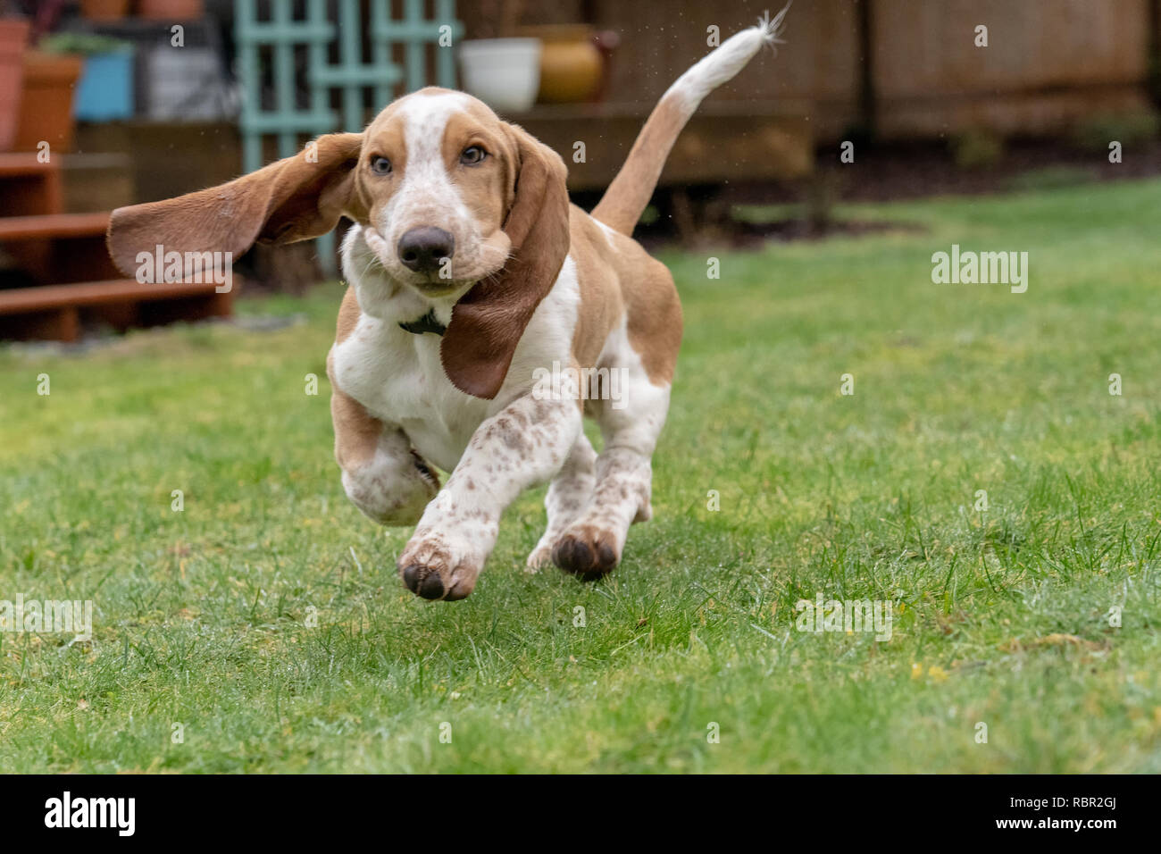 Renton, Washington, USA. Five month old Basset Hound puppy "Elvis ...