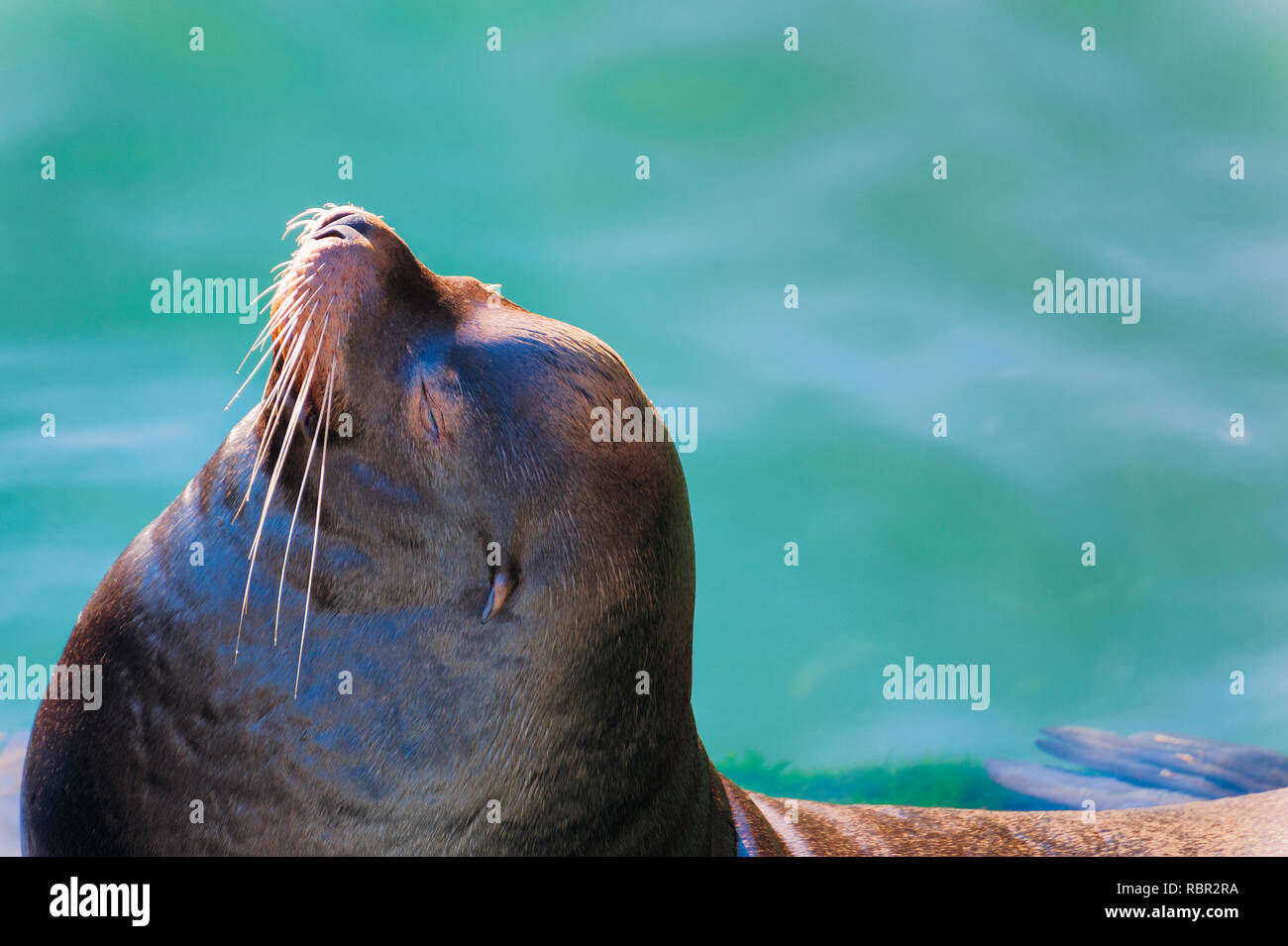 Harbor seal basking hi-res stock photography and images - Alamy