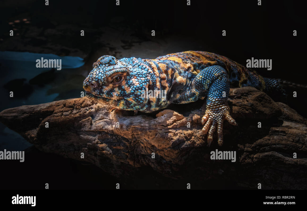 Blue tailed lizard hi-res stock photography and images - Alamy