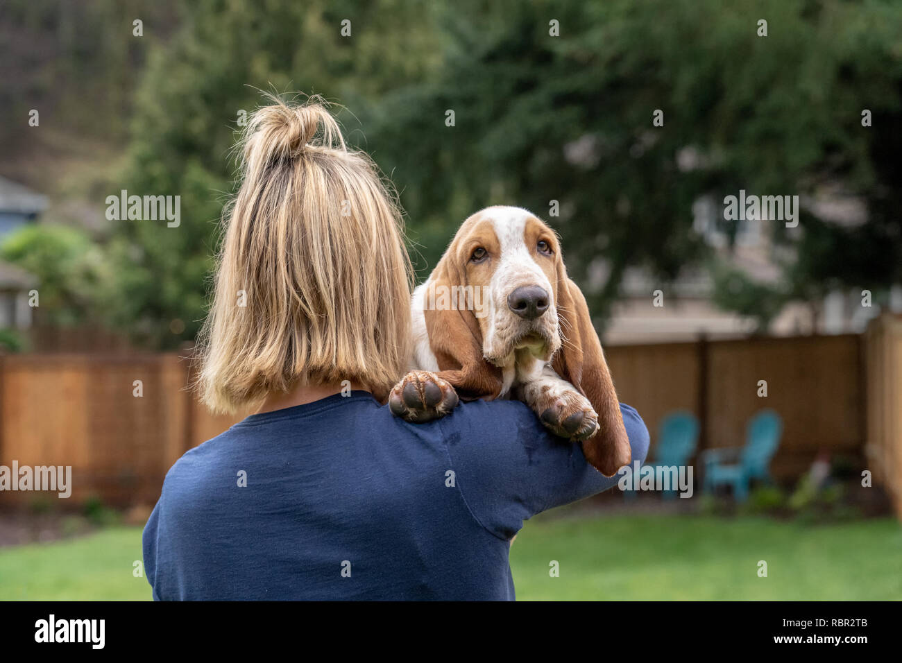 Renton, Washington, USA. Woman holding her five month old Basset Hound ...