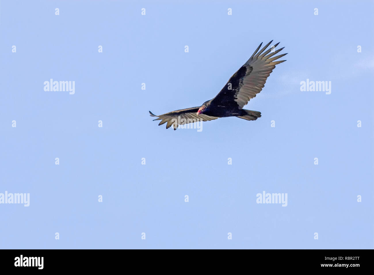 Myakka River State Park, Florida, USA. Turkey Vulture flying Stock ...