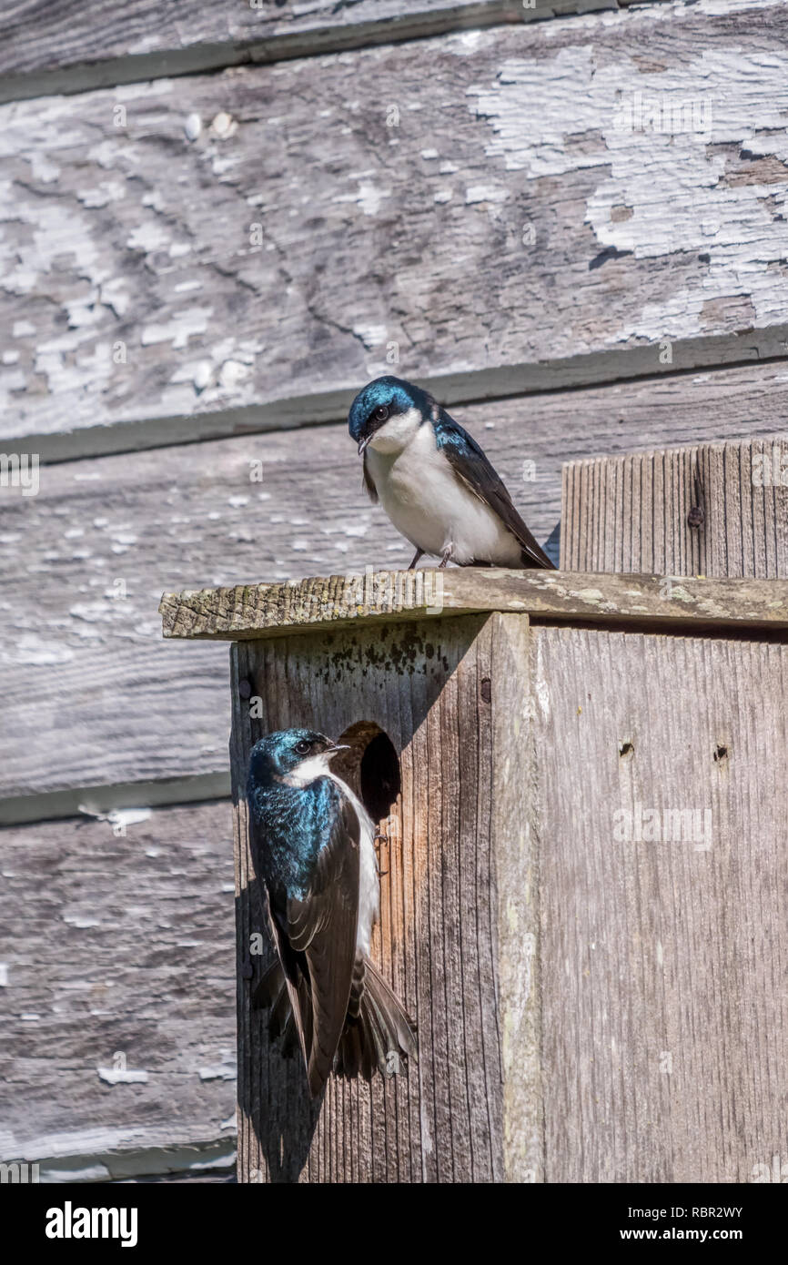 Barn swallow nest box hi-res stock photography and images - Alamy